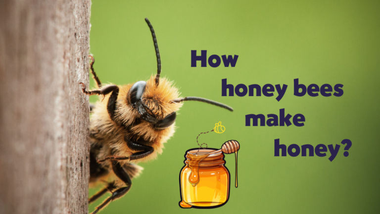 How do Honey Bees make Honey? Step-by-Step Process - Why, How and What?