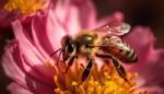 How do Honey Bees make Honey? Step-by-Step Process - Why, How and What?