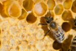 How do Honey Bees make Honey? Step-by-Step Process - Why, How and What?